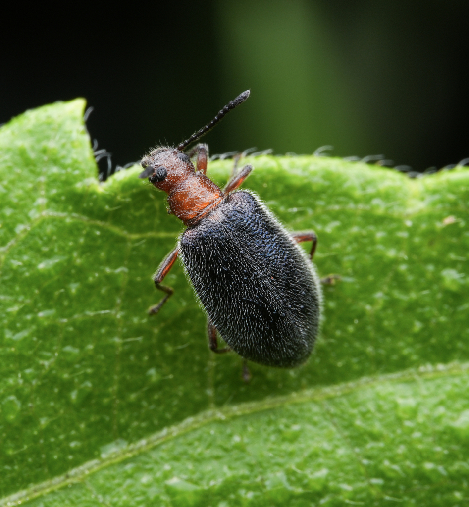 Cerogria anisocera from 中国云南省西双版纳傣族自治州勐海县 on October 4, 2023 at 10:41 ...