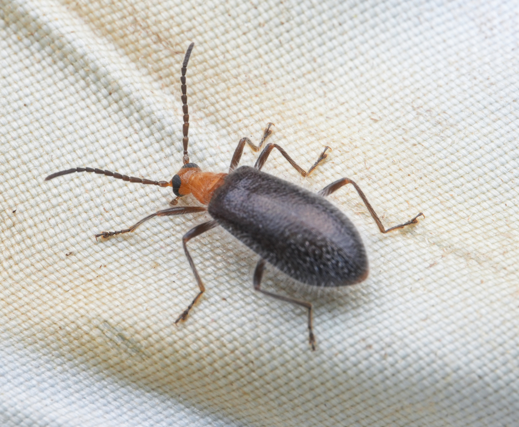 Cerogria anisocera from 中国云南省西双版纳傣族自治州勐腊县 on December 1, 2023 at 11:54 ...