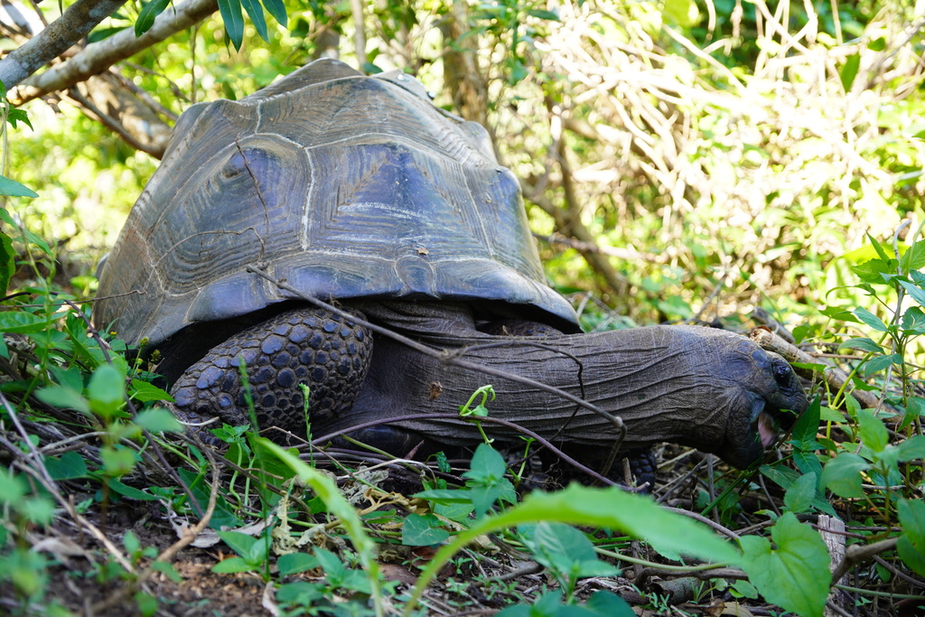Aldabra Giant Tortoise in December 2023 by Pierre-Louis Stenger ...