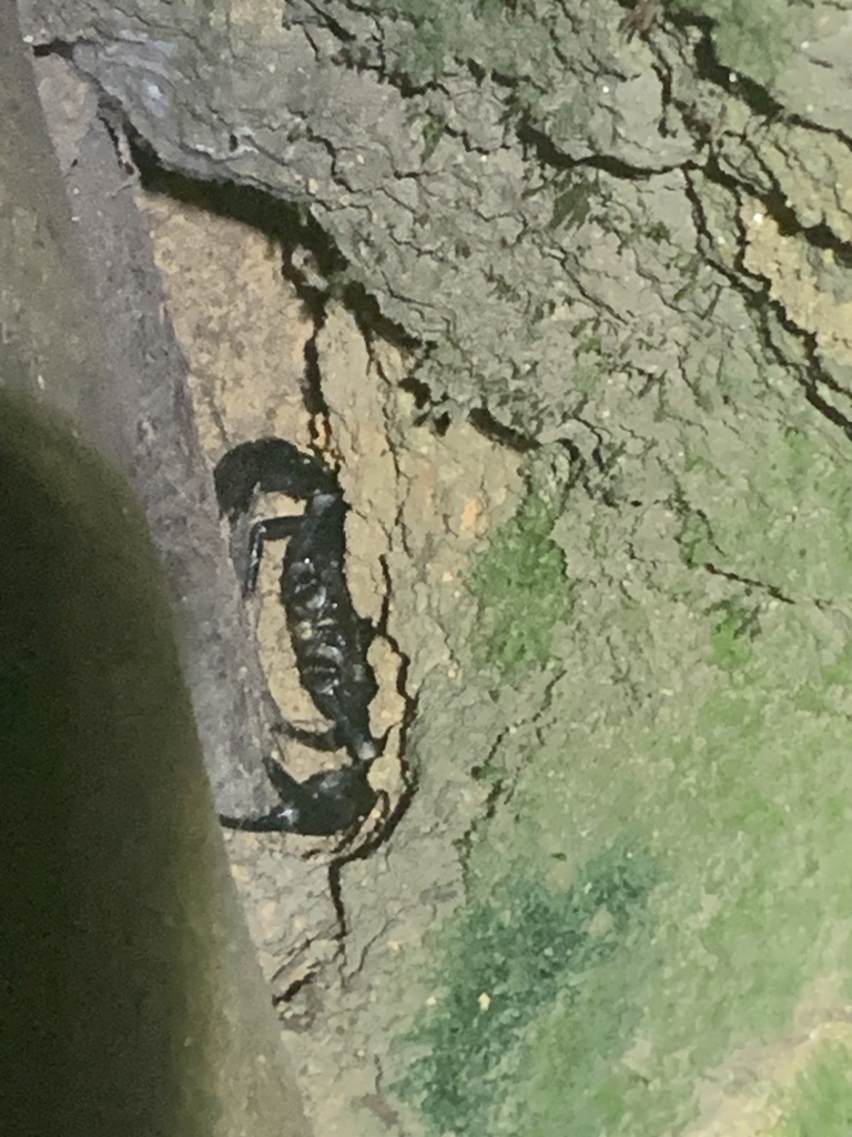 Giant Blue Scorpion from Trail A, Ampang, Selangor, MY on January 3 ...