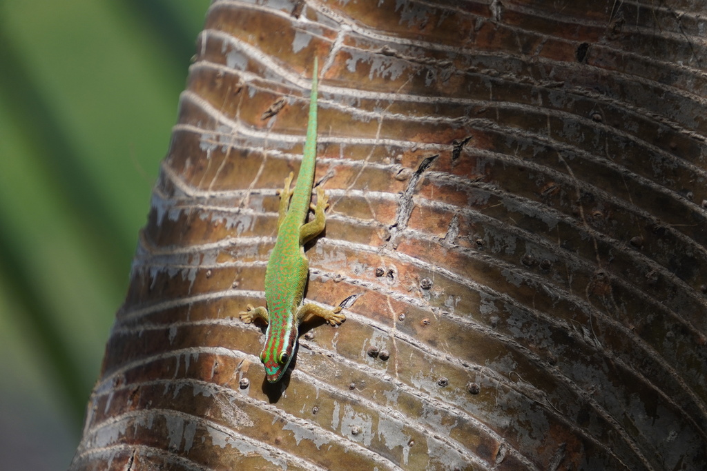 Réunion Island ornate day gecko in January 2024 by Pierre-Louis Stenger ...