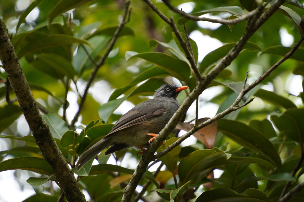 Réunion Bulbul in January 2024 by Pierre-Louis Stenger · iNaturalist
