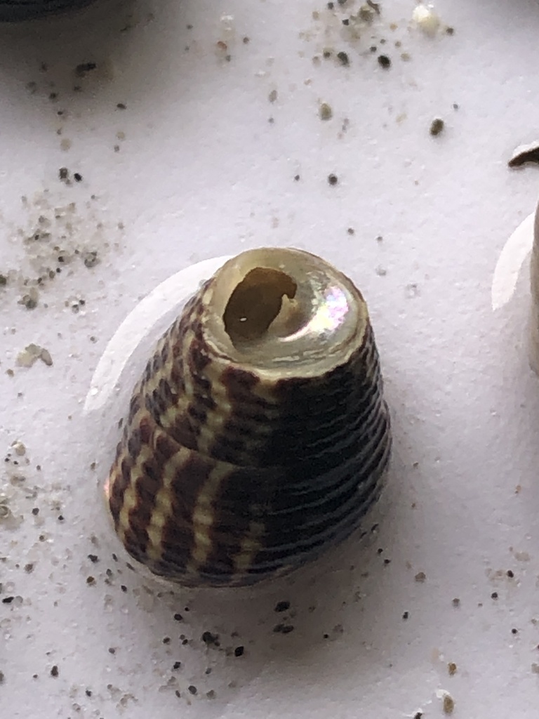 Conical Kelp Shell in January 2024 by Asaph Whelan · iNaturalist