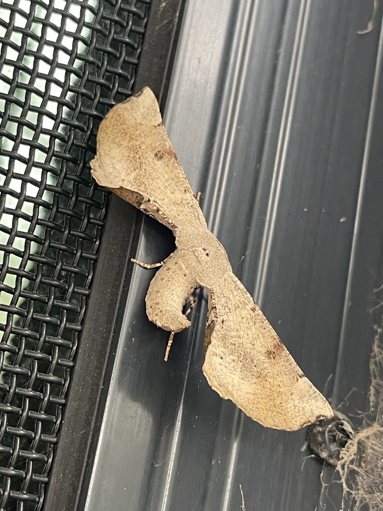 Broken Leaf Moth from Ballarto Rd W, Cranbourne, VIC, AU on January 8 ...