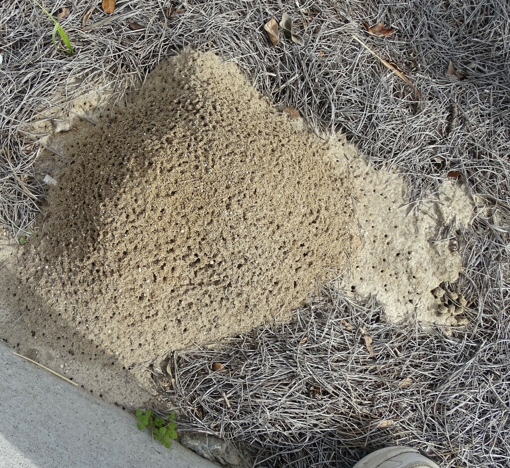 Red Imported Fire Ant from Lake Sumter Landing, The Villages, FL, USA ...