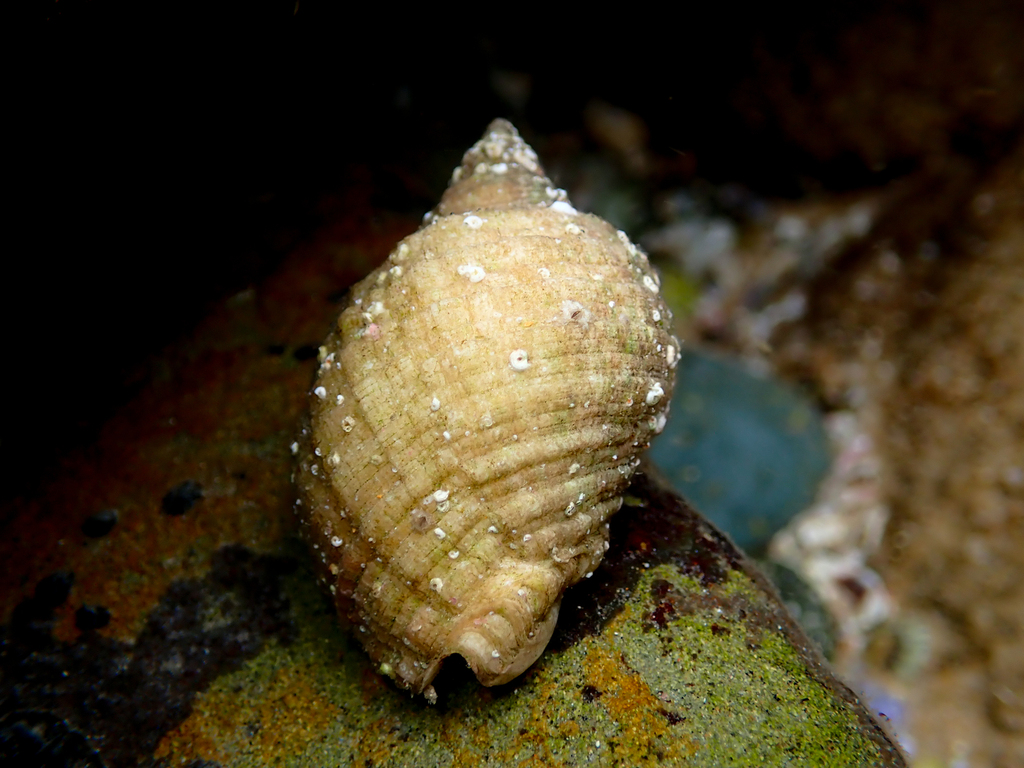 Cart-Rut Shell from Bateau Bay Beach, NSW, Australia on January 8, 2024 ...
