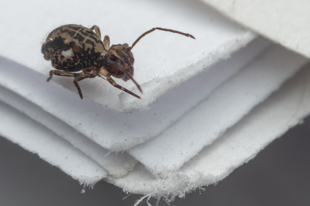 Ptenothrix maculosa in January 2024 by Alan Yoshioka. This little ...