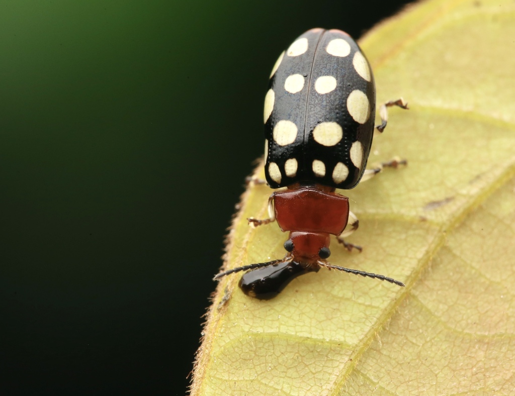 Phola octodecimguttata from Singapore on May 7, 2023 at 03:58 PM by ...