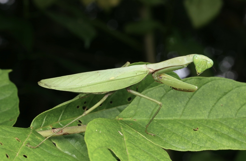 Golden-armed Mantis from Singapore on May 16, 2023 at 05:38 AM by ...