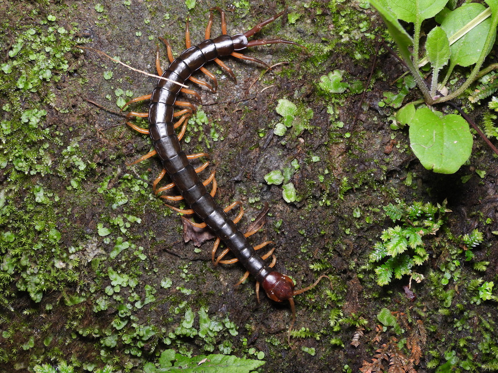 Chinese Red-headed Centipede from 974台灣花蓮縣壽豐鄉 on November 7, 2023 at 08 ...