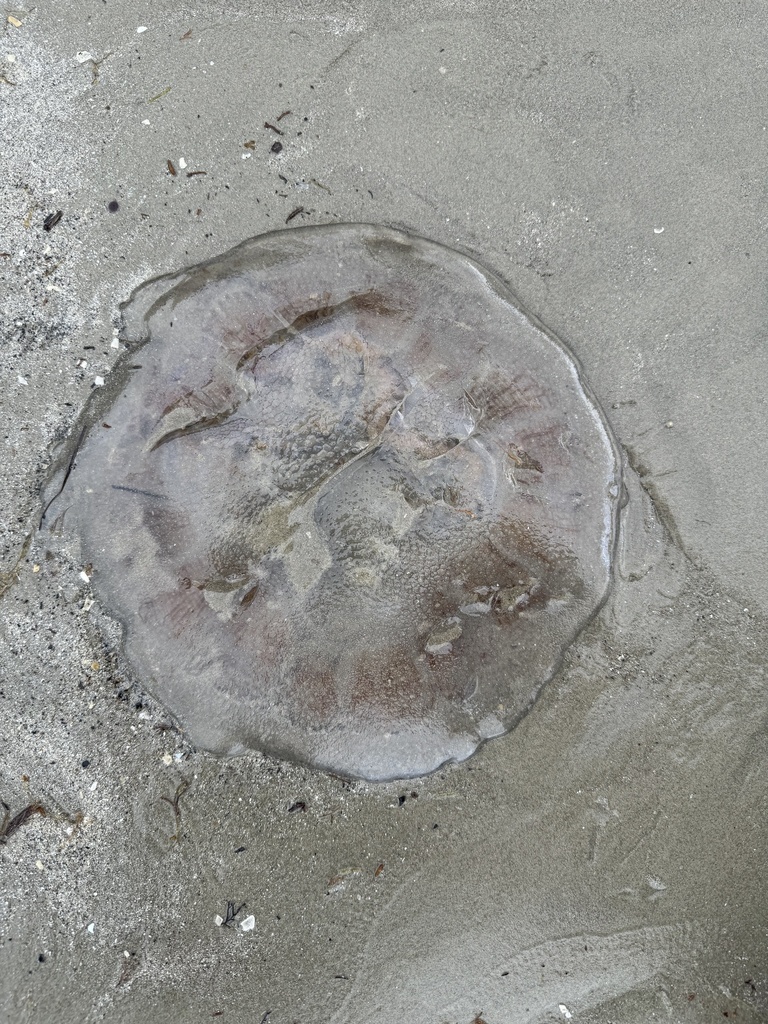 Haeckel's Jelly from Gypsy Bay, Primrose Sands, TAS, AU on January 2 ...