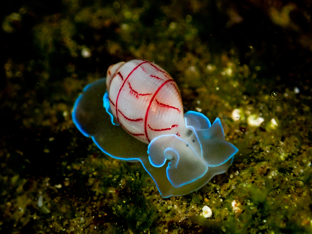 Red-lined Bubble Snail from Bateau Bay Beach, NSW, Australia on January ...