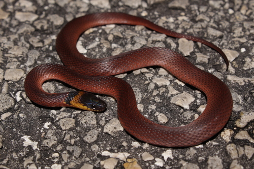 Red Coffee Snake (Ninia sebae) - Snakes and Lizards