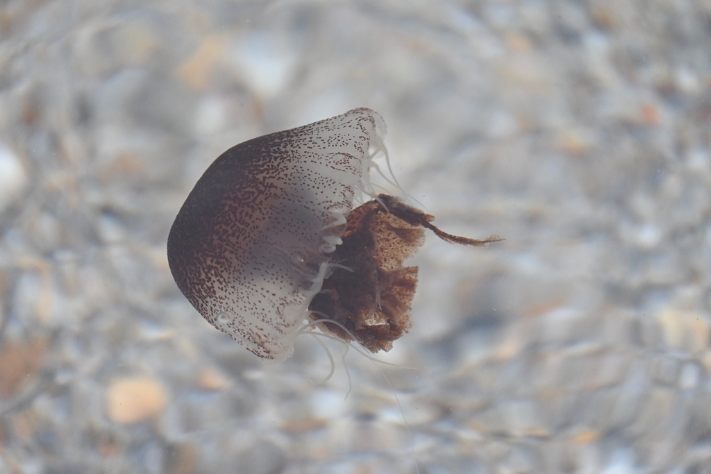 Australian Sea Nettle from Australia on January 8, 2024 at 05:52 PM by ...