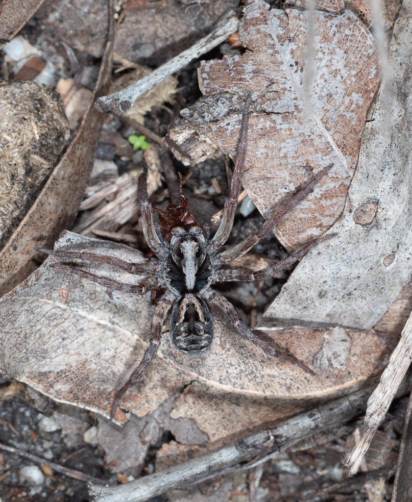 Variable Wolf Spider from Wonboyn NSW 2551, Australia on December 29 ...