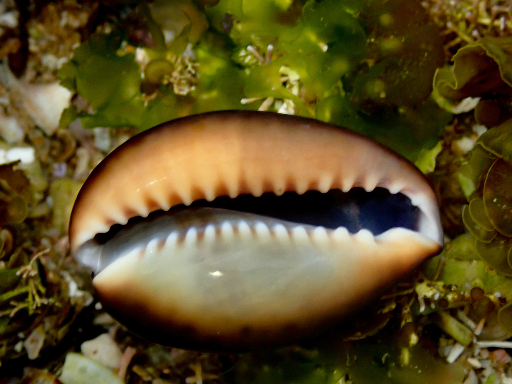 Snakehead Cowrie from Bateau Bay Beach, NSW, Australia on January 8 ...