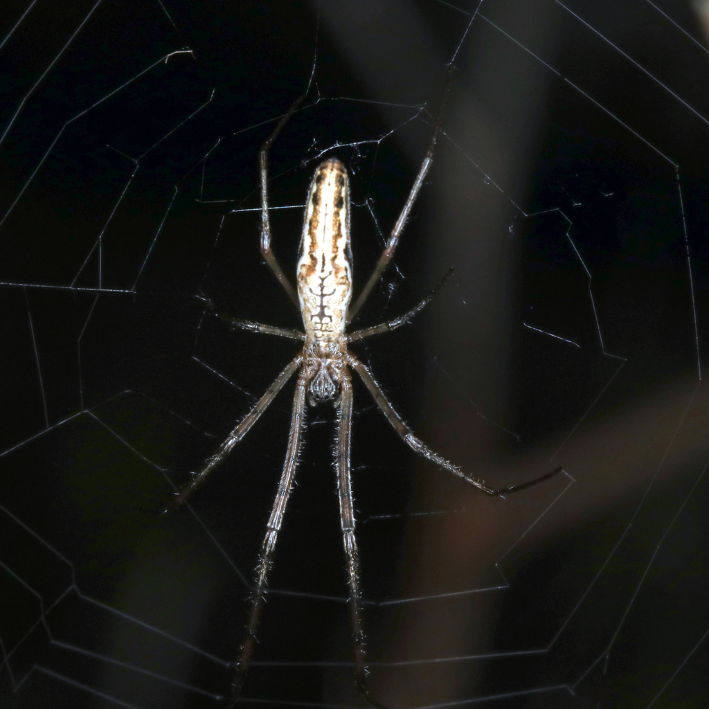 Long-jawed Orbweavers from Addington VIC 3352, Australia on January 6 ...