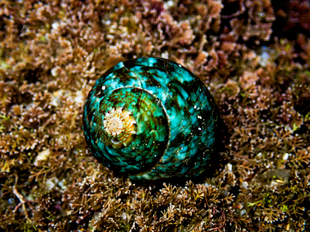 Common Warrener from Bateau Bay Beach, NSW, Australia on January 8 ...