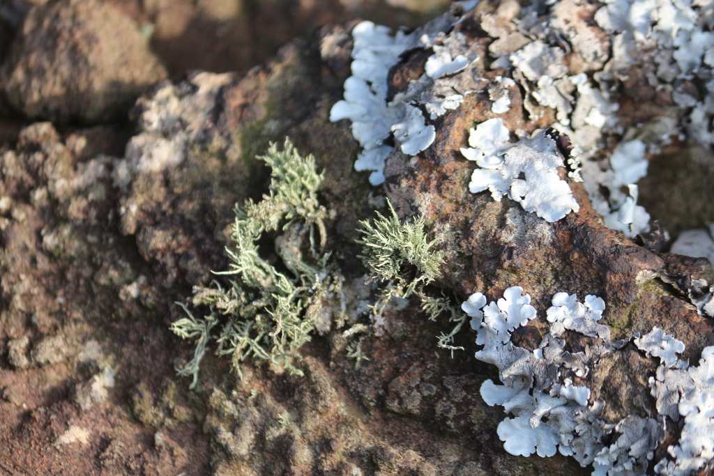 beard lichens from Fochville, South Africa on January 8, 2024 at 07:31 ...