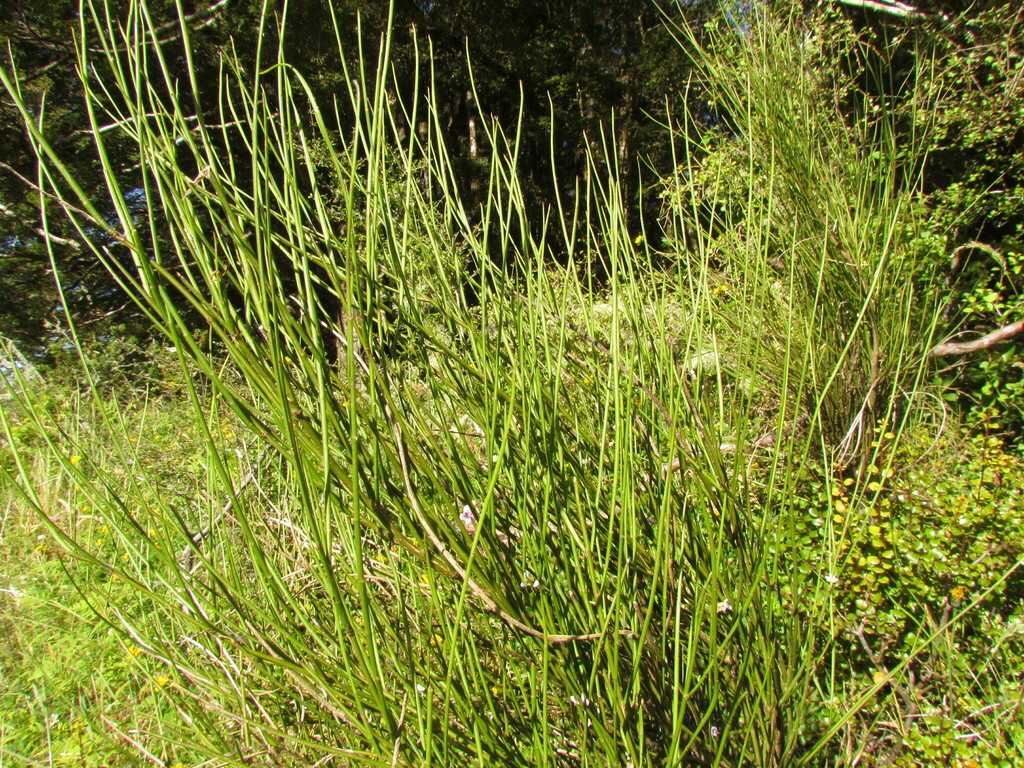 New Zealand common broom from Queenstown-Lakes District, Otago, New ...