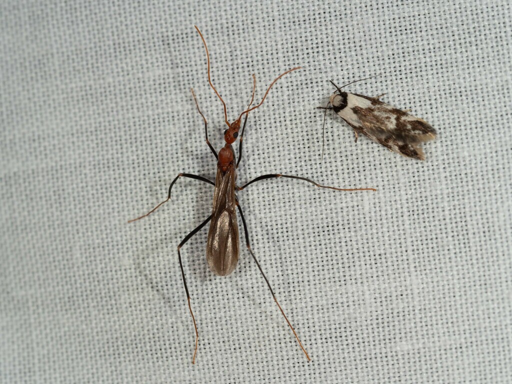 Spider Ants from Wonboyn NSW 2551, Australia on December 30, 2023 at 12 ...