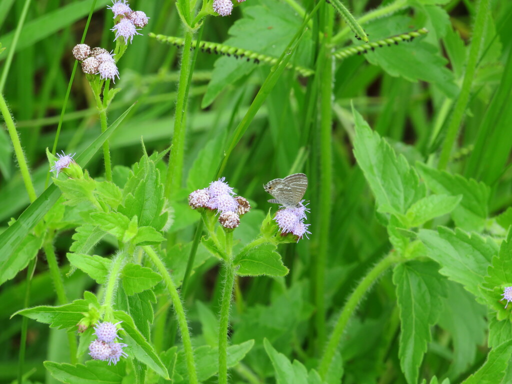 Theclinesthes from Park Ridge QLD 4125, Australia on January 8, 2024 at ...