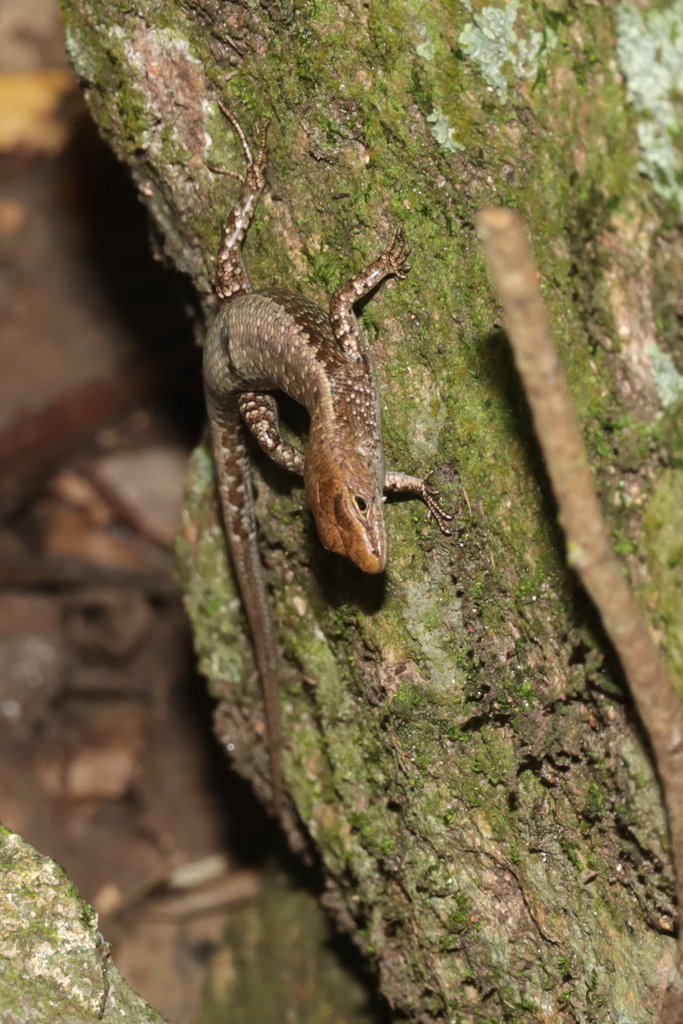 Saxicoline Sunskink from Mt Stuart, QLD, Australia on January 8, 2024 ...