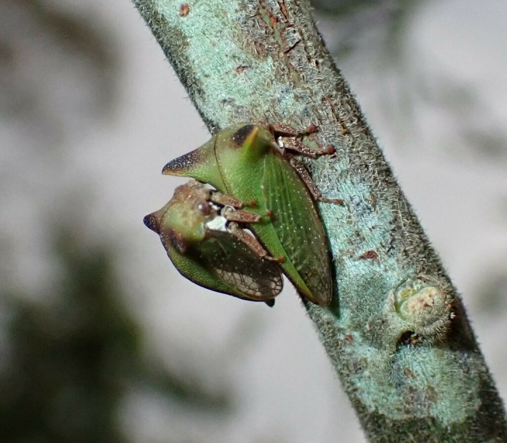 Green Treehopper in January 2024 by Em Crick · iNaturalist