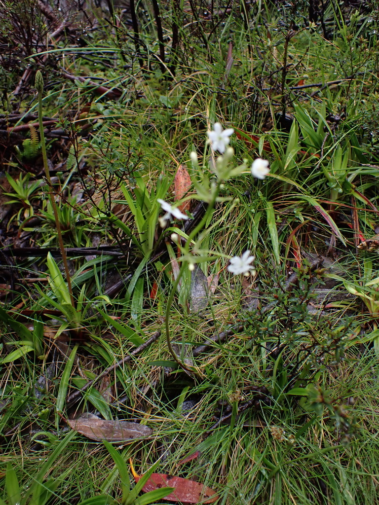 pretty grass-flag from Baw Baw Plateau, Baw Baw, Baw Baw - Pt B East ...