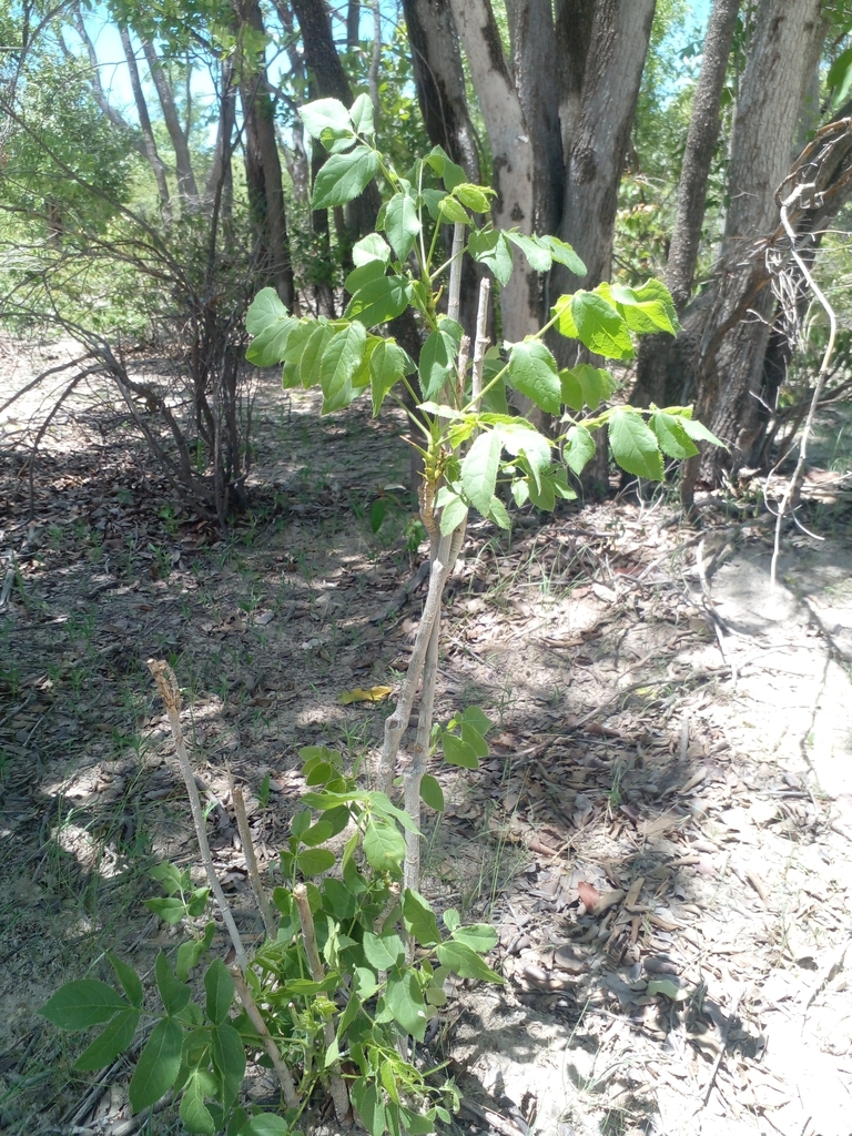 Carrot Tree from Ohangwena Region, Namibia on January 2, 2024 at 01:54 ...