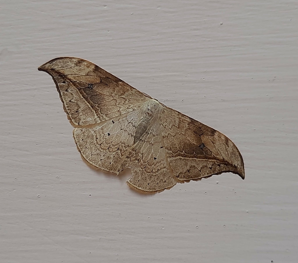 Drepana pallida from Shillong on December 2, 2023 at 11:20 AM by ...