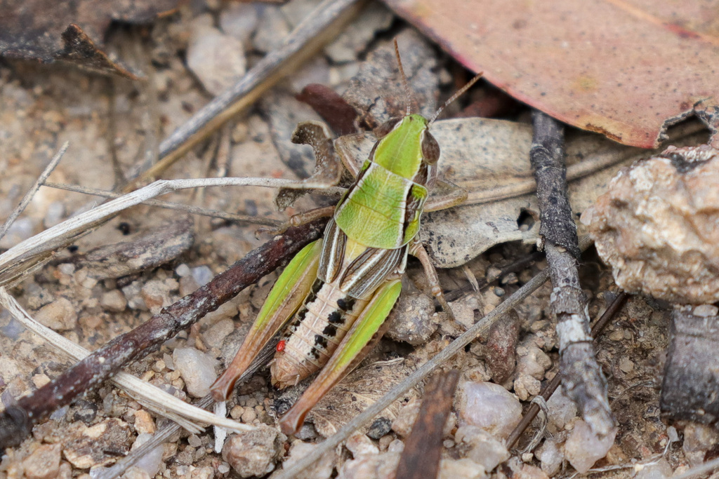 Praxibulus from Namadgi National Park, Naas Rd, Tharwa ACT 2620 ...