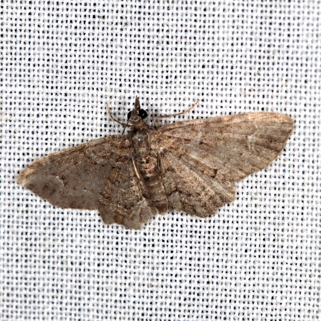 Pome Looper from Addington VIC 3352, Australia on January 6, 2024 at 10 ...