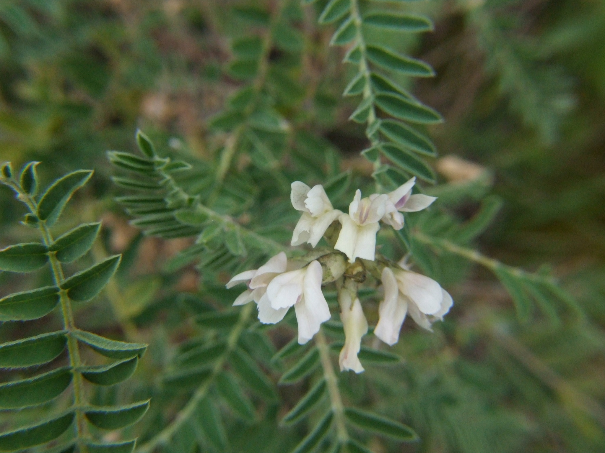 Astragalus garbancillo Cav.