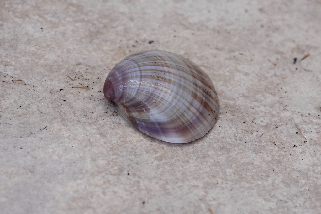 Rayed Trough Shell from Saintes-Maries-de-la-Mer, Provence-Alpes-Côte d ...