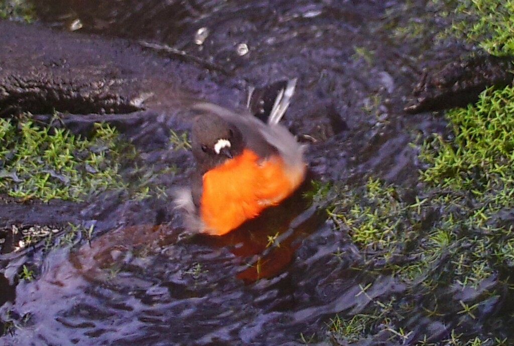 Flame Robin from Earlston VIC 3669, Australia on May 12, 2023 at 01:08 ...