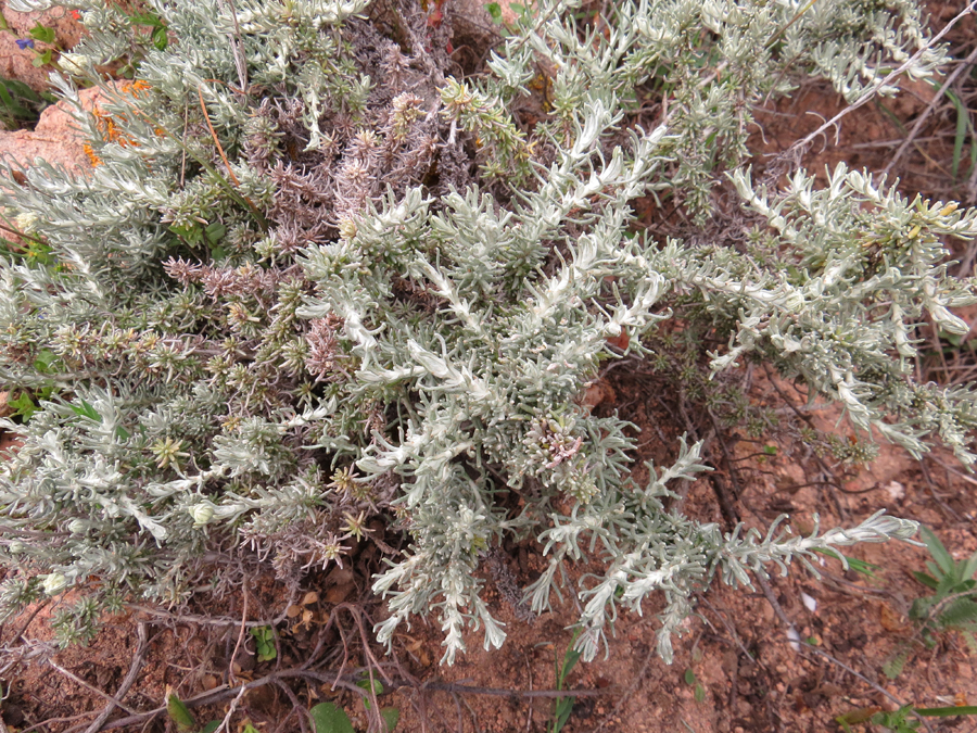 Helichrysum italicum subsp. microphyllum (Willd.) Nyman