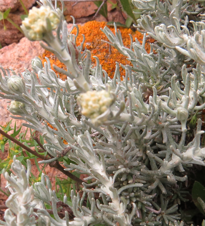 Helichrysum italicum subsp. microphyllum (Willd.) Nyman