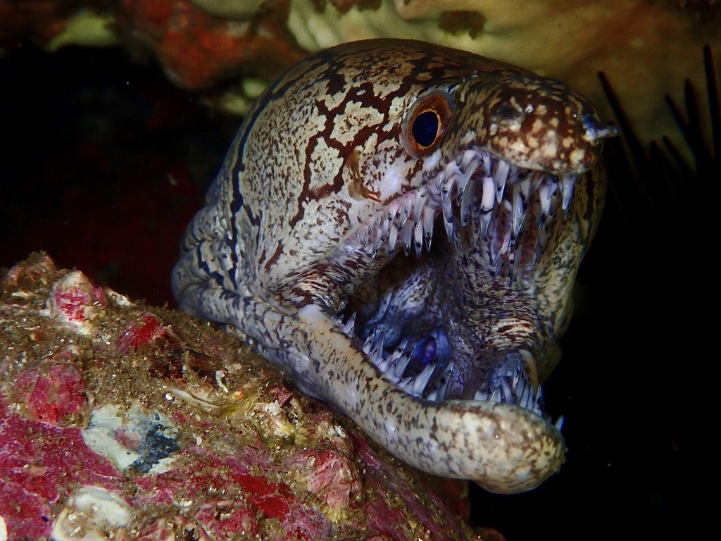 Mosaic Moray from Tasman Sea, Sandy Beach, NSW, AU on January 8, 2024 ...