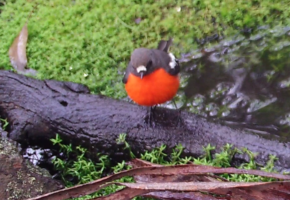 Flame Robin from Earlston VIC 3669, Australia on June 30, 2023 at 01:03 ...