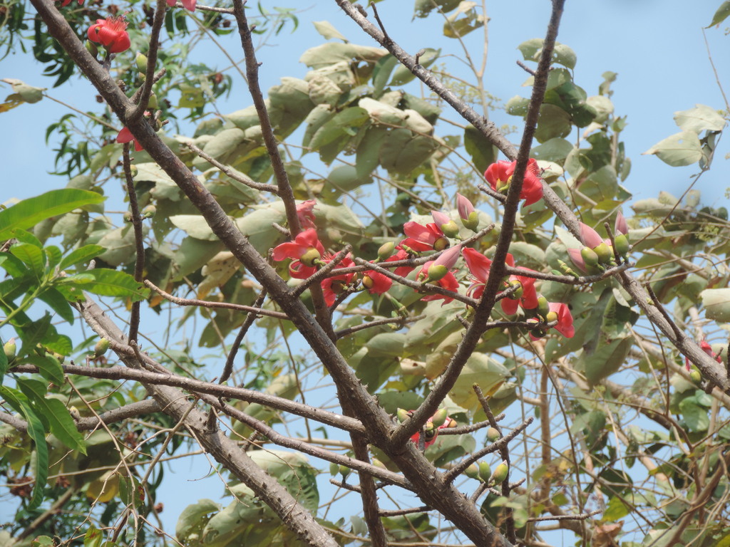 Red Silk Cotton Tree from Bhalavali, Maharashtra, India on March 7 ...