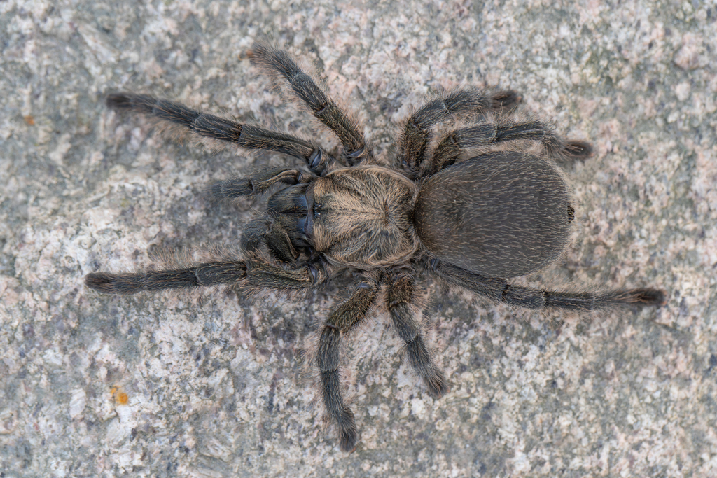 Persian Gold Tarantula in September 2023 by Alireza Zamani ...