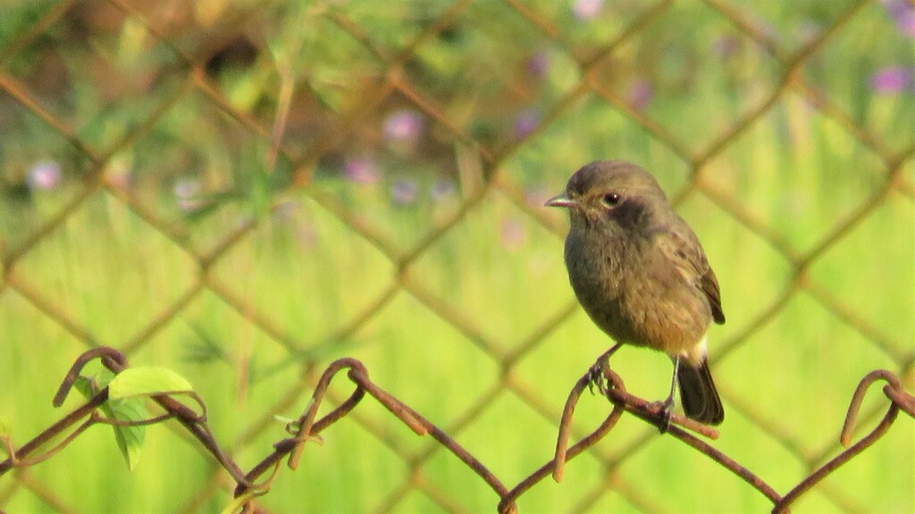 Pied Bushchat from CM Tungi on October 5, 2018 at 07:23 AM by Dinesh ...