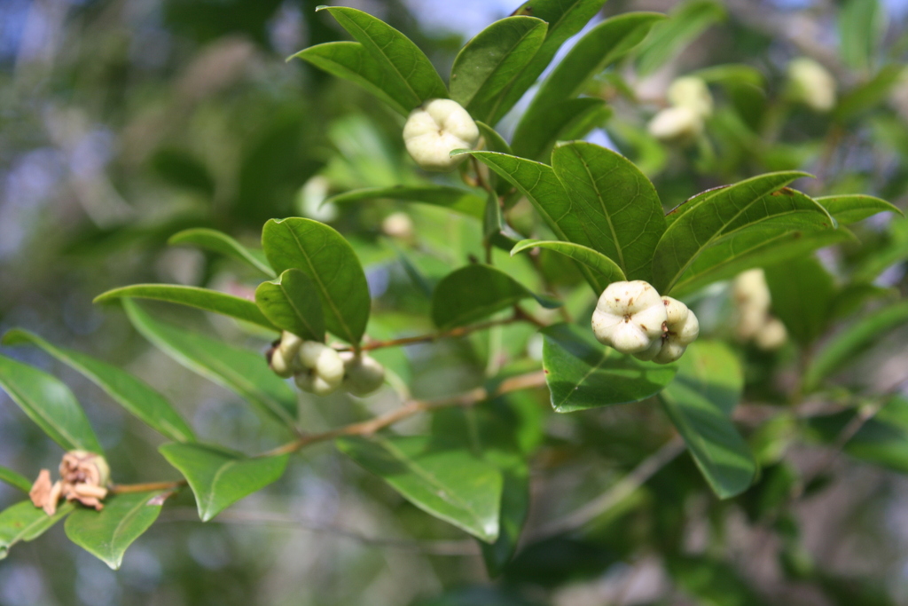 Cheese Tree from 2-68 Smiths Rd, Elimbah QLD 4516, Australia on January ...