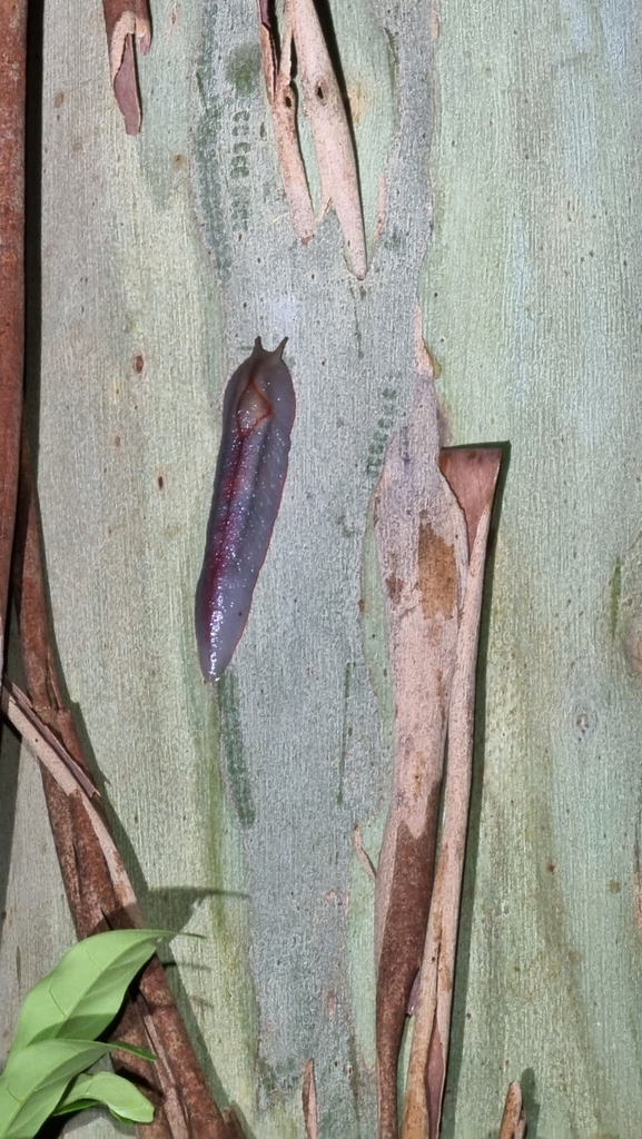 Red Triangle Slug from Legume NSW 2476, Australia on January 8, 2024 at ...