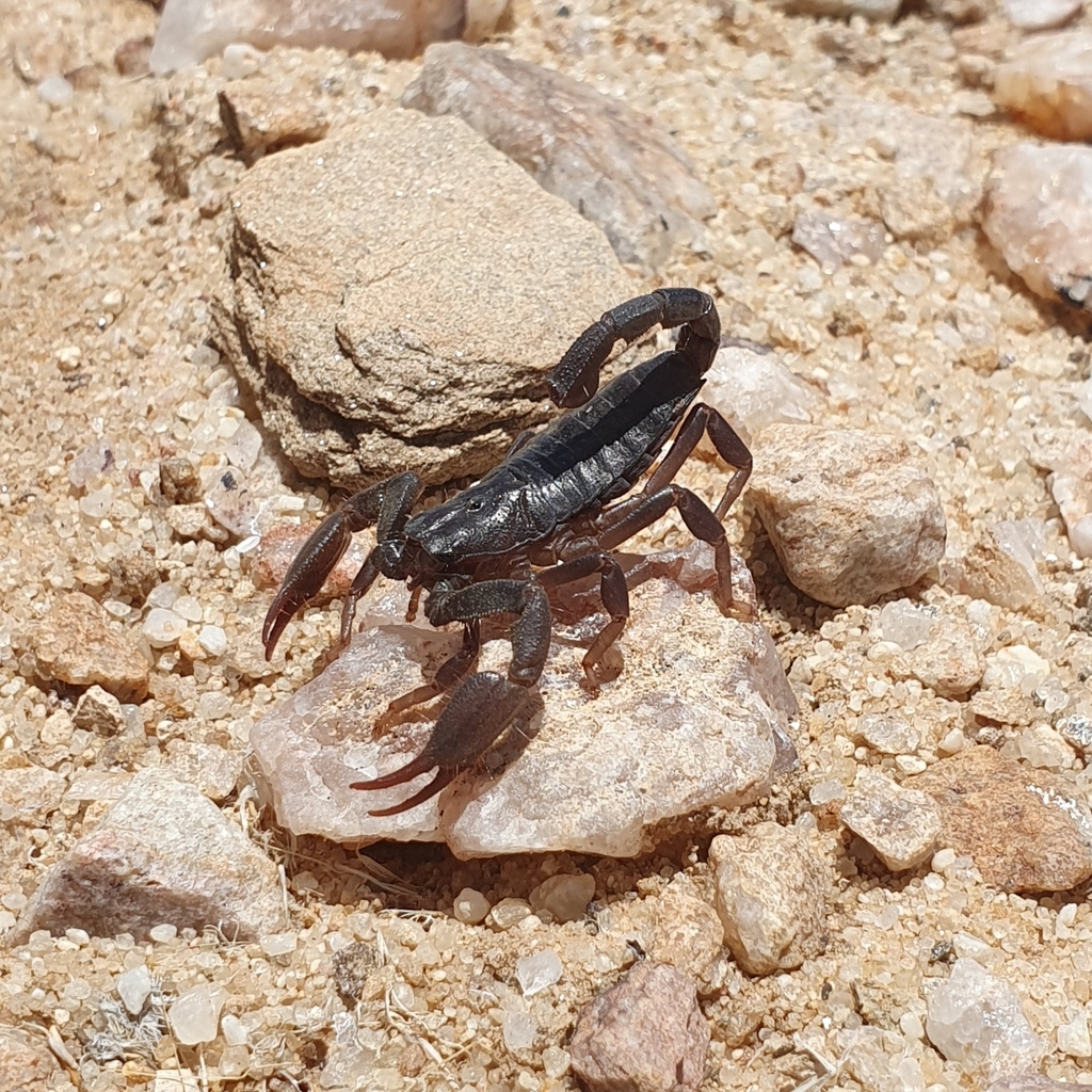 Southern African Burrowing Scorpions from Omaheke Region, Namibia on ...