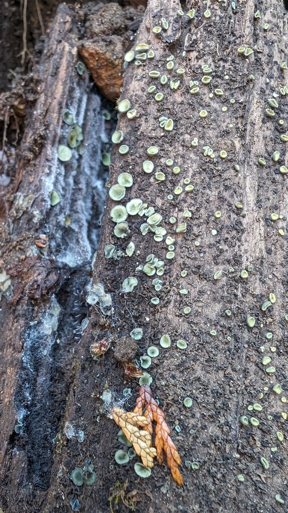 Chlorosplenium chlora from 日本、神奈川県横浜市緑区新治町 新治市民の森 on January 8, 2024 at ...