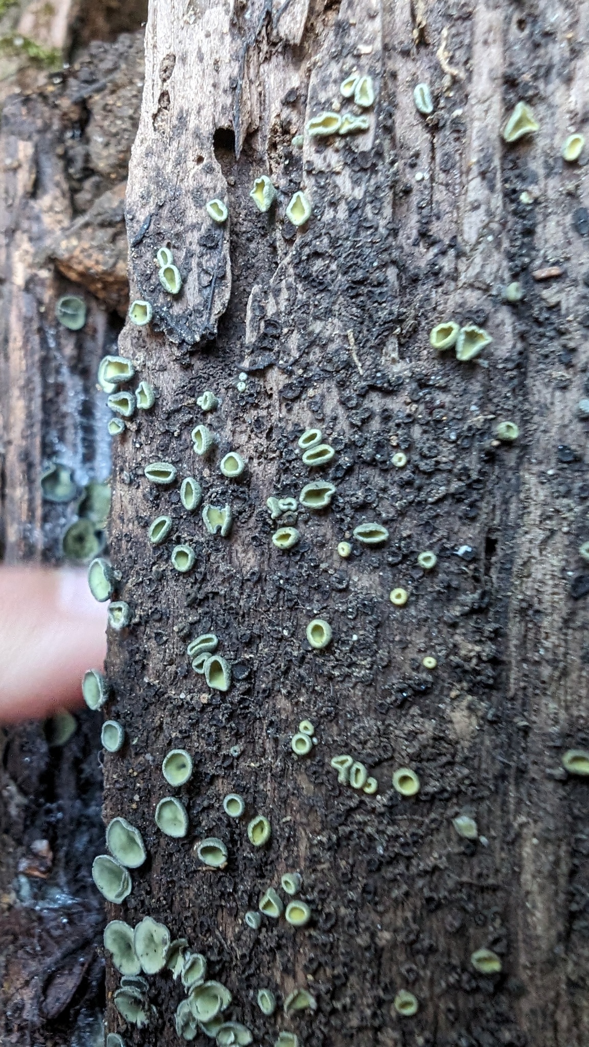 Chlorosplenium chlora