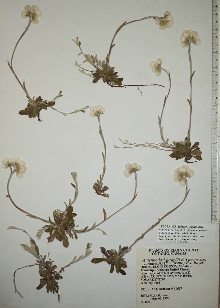 Petaloid Pussytoes from Canada, Ontario, ELGIN County, Dunboyne United ...