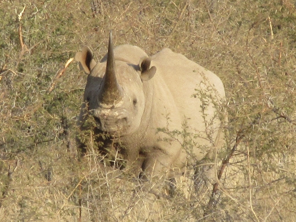 South-central Black Rhinoceros in September 2018 by Joss Carr ...
